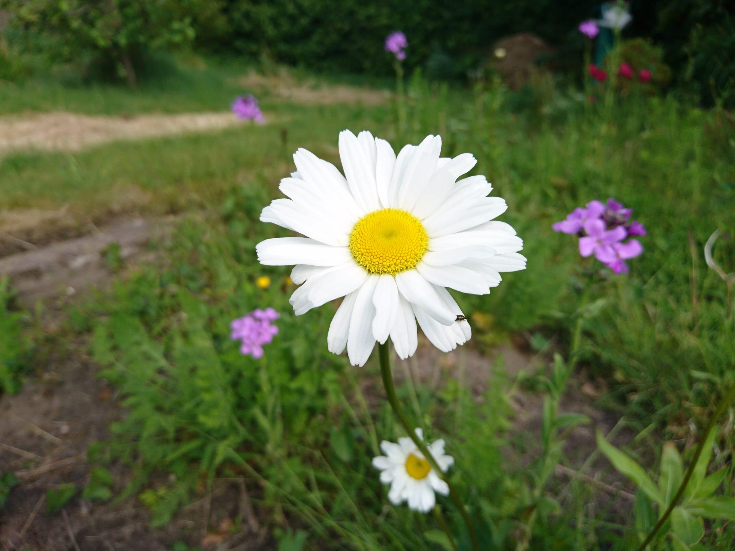 Flere vilde blomsterfrø delt ud på øen • Her på Øen