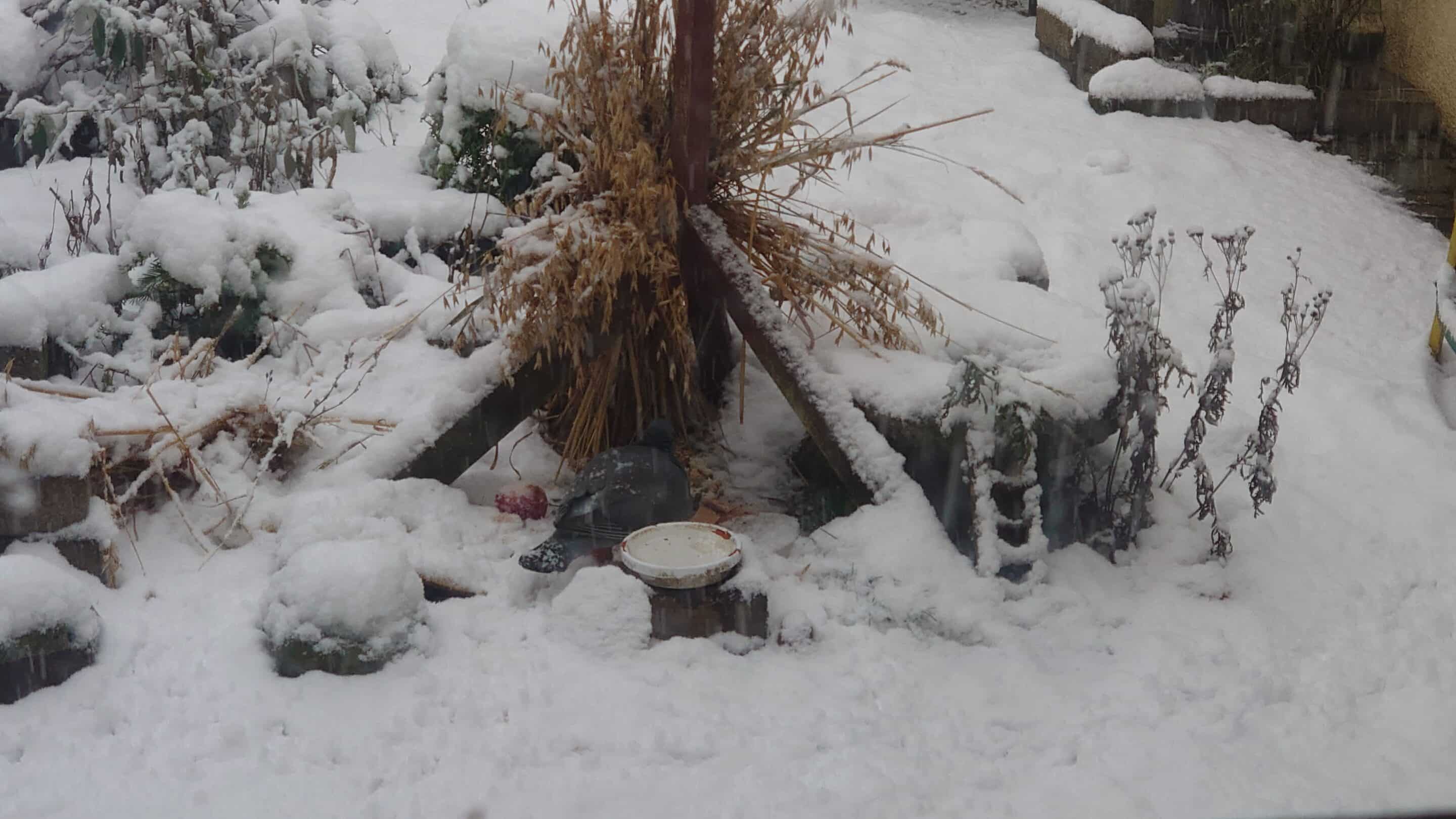 Husk fuglene i vinterkulden • Her på Øen