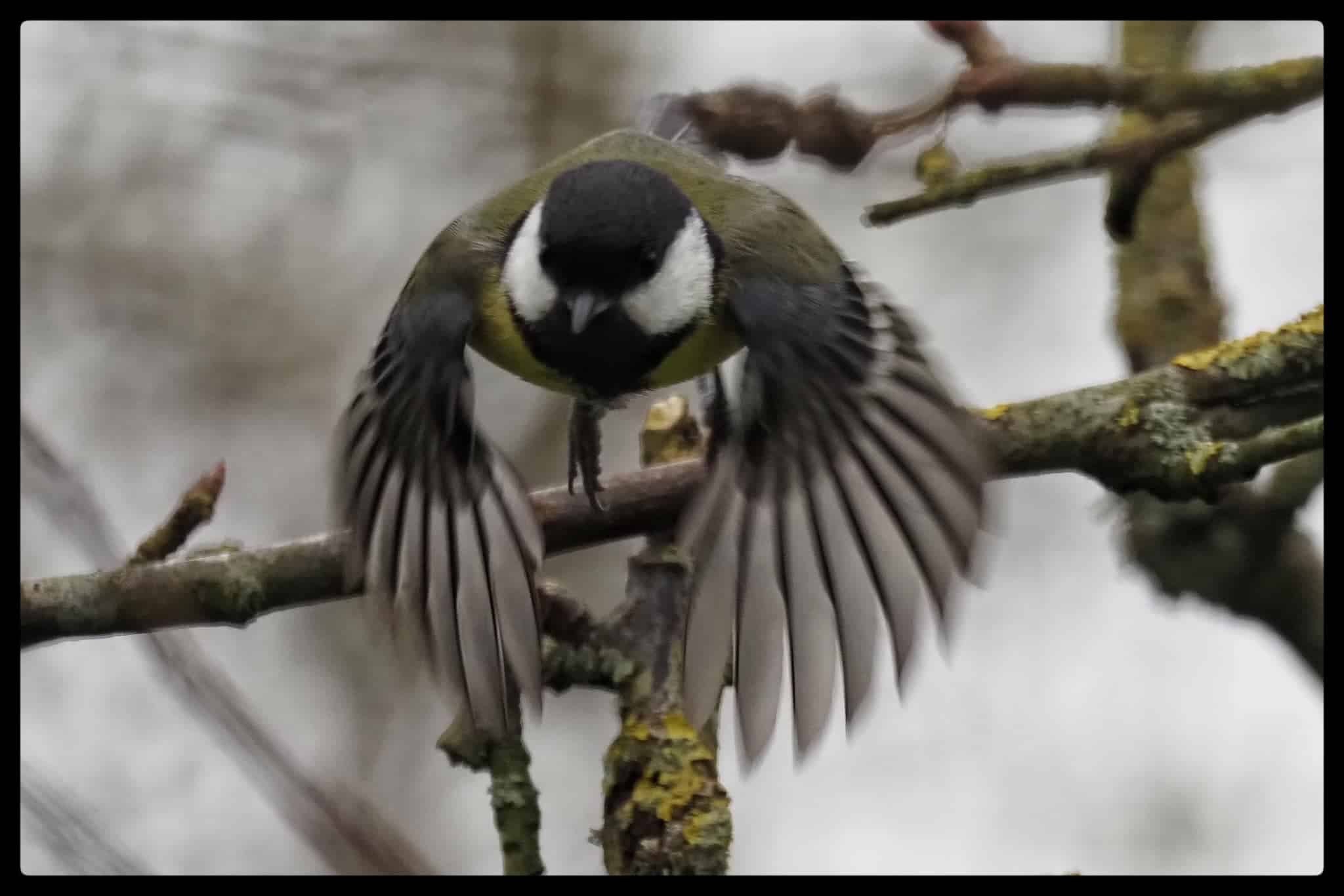 NYT: Ugens Fugl her på øen • Her på Øen