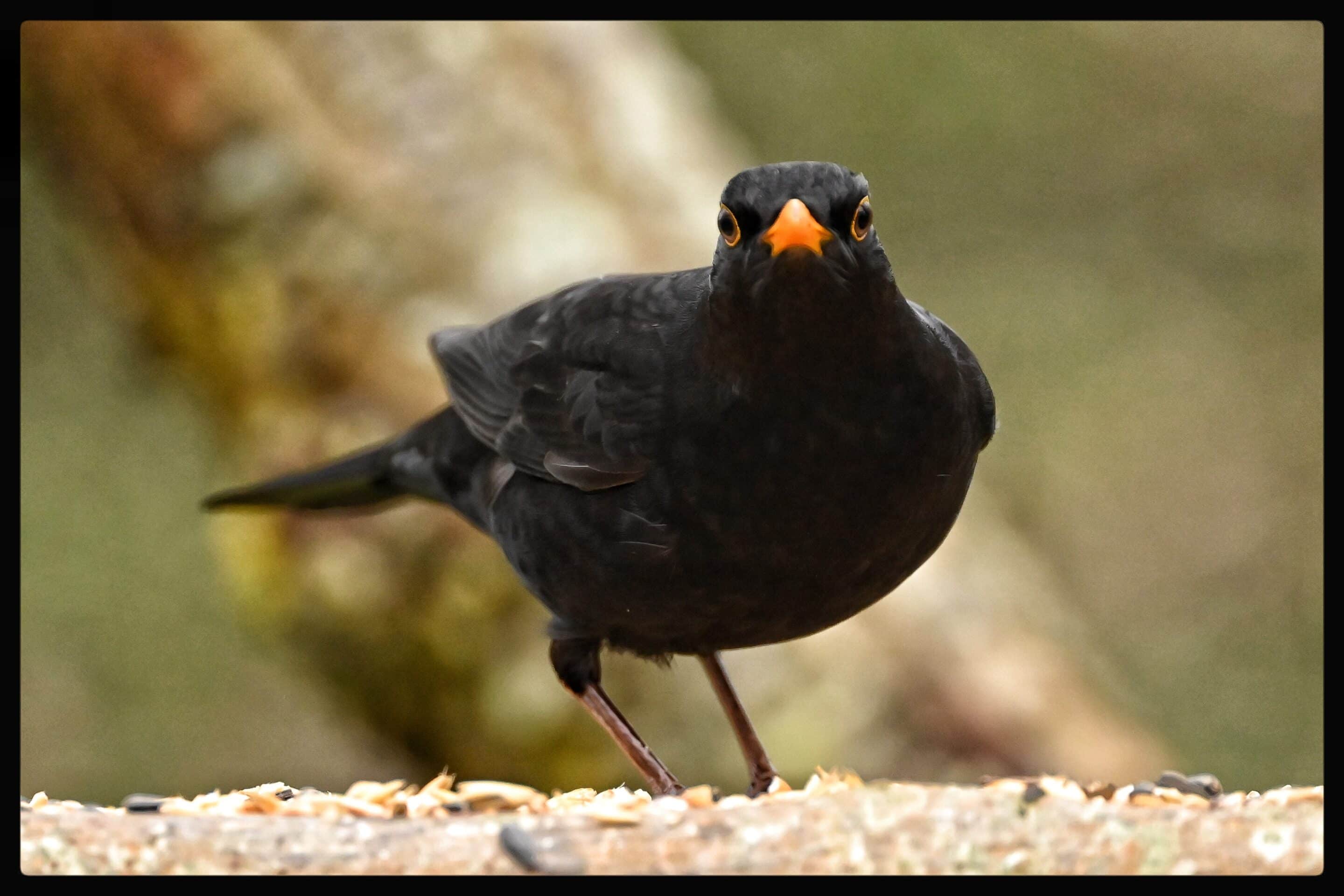 Ugens Fugl: Solsorten • Her på Øen