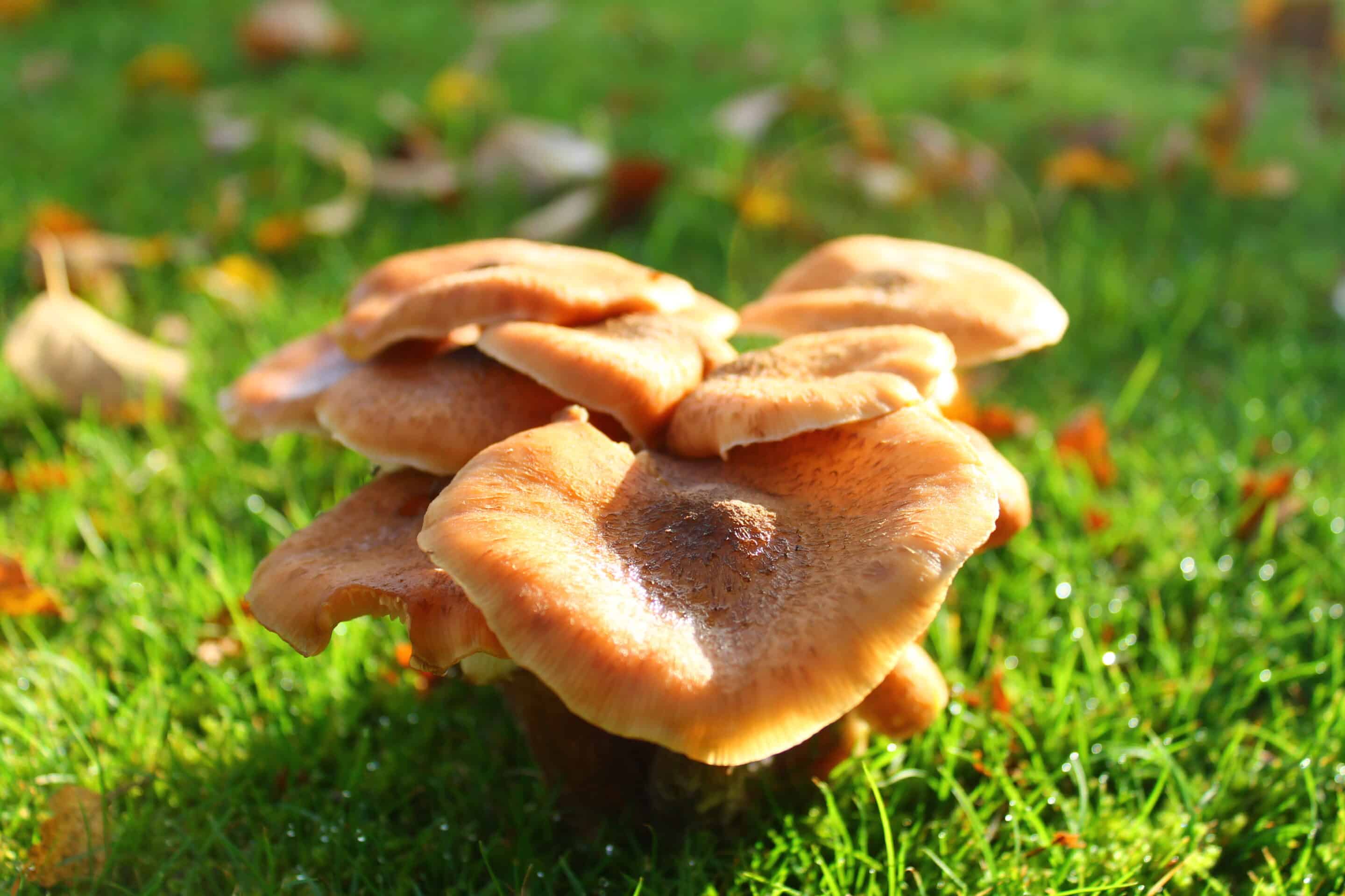 Svampe- og urtetur i Legind Bjerge • Her på Øen